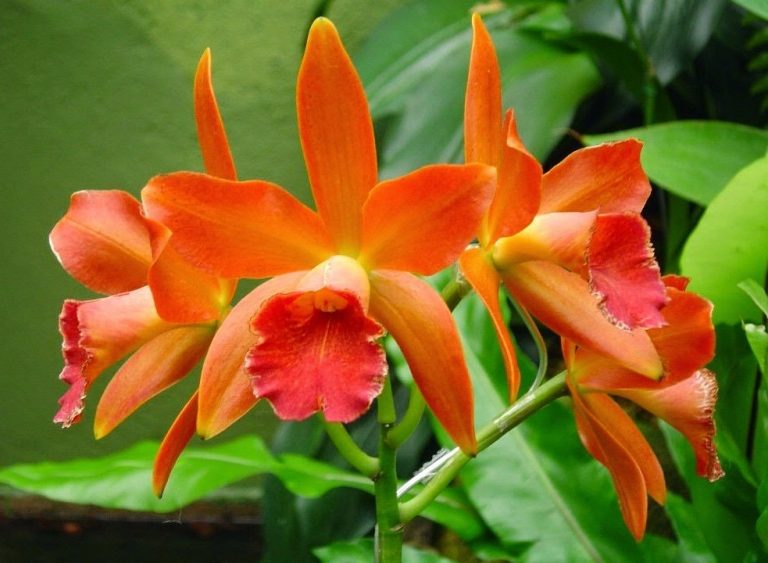 Estas son las flores más bonitas de todo el Perú